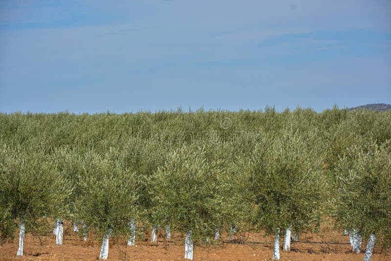 Small Olive Trees Planted in a Row with Half the Sky Background Stock ...