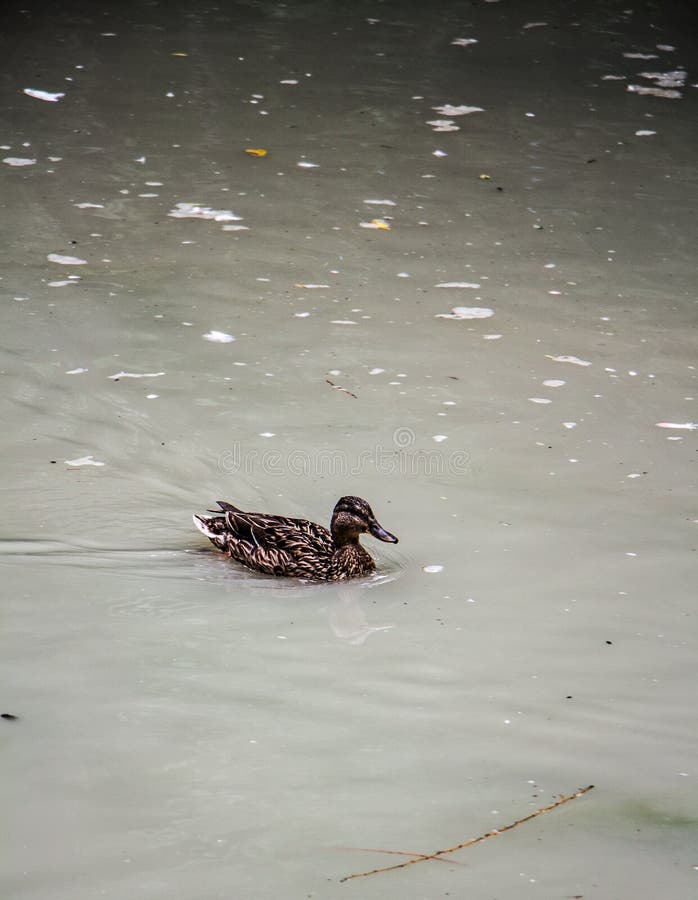 Duck stock photo. Image of swim, duck, pollution, nature - 153742592