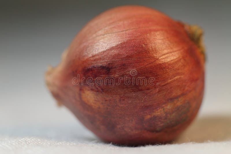 Small onion stock image. Image of cook, food, ingredient - 61629529