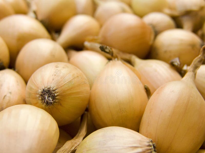 Small onions stock image. Image of close, bulb, food - 16357661