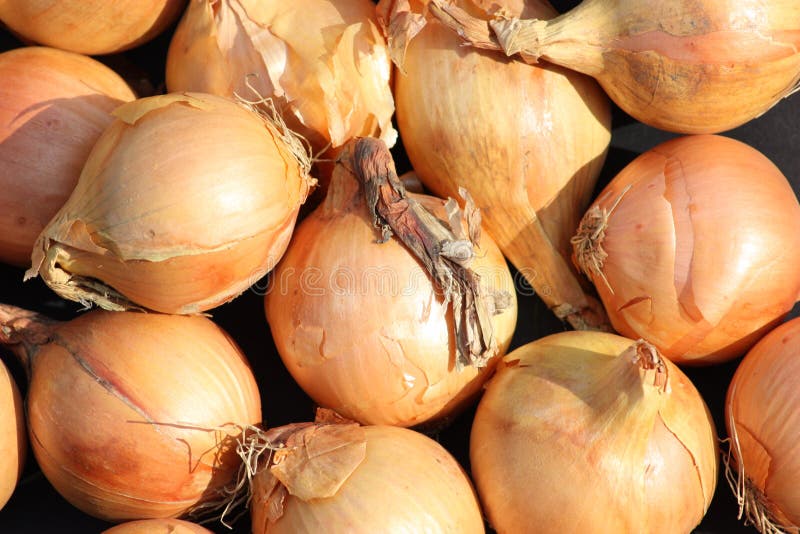 Silverskin pickled onions stock image. Image of onions - 5055271