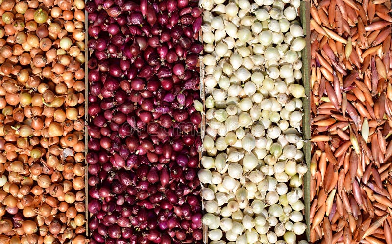 Small Onions of Four Varieties of Different Shapes and Colors Stock ...