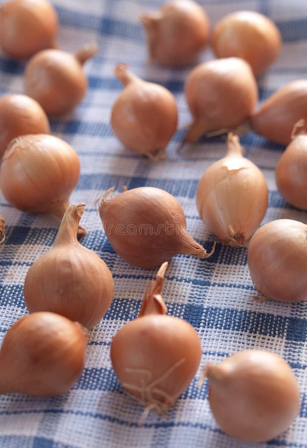 Small onions on a cloth stock image. Image of spicy, crop - 24395231