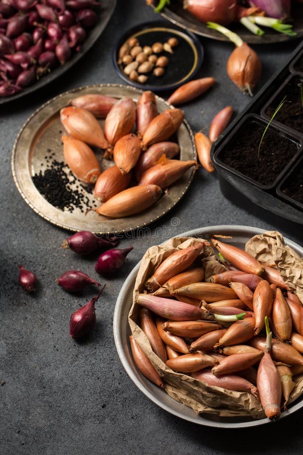Small onions and seeds stock photo. Image of types, shallot - 269193298