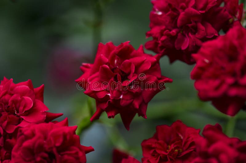 Small Open Red Roses Close-up Stock Photo - Image of decor, love: 188821244