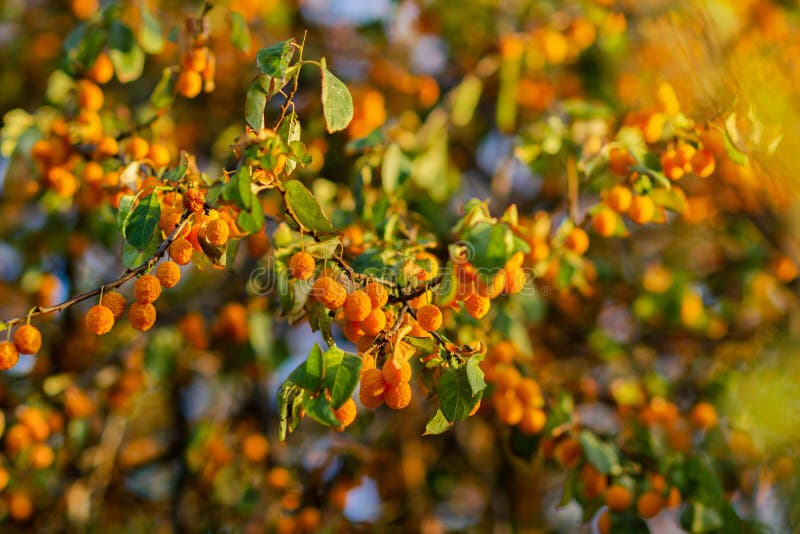 Small Orange Berries on a Tree Branches Stock Image - Image of forest ...