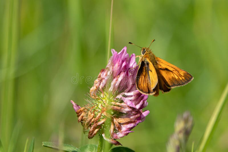 Small Orange Butterfly Brown Bullhead Butterfly Sits on a Blossom Stock ...