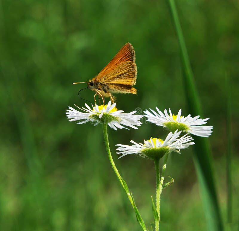 Small Orange Butterfly at Chamomile Stock Image - Image of nature ...