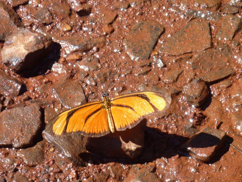 Small Orange Butterfly on the Ground Stock Image - Image of green ...