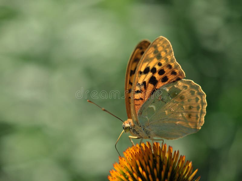 A Small Orange Butterfly Sits on the Orange Middle of an Echinacea ...