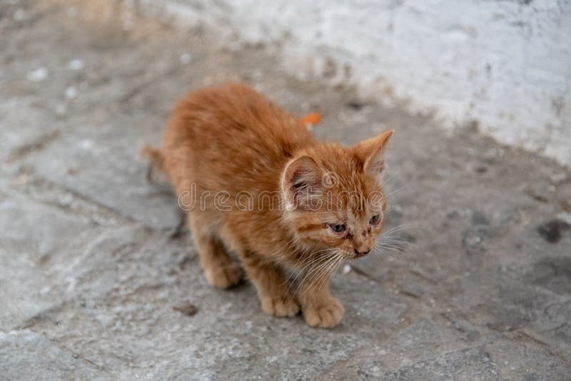 Small Orange Cat First Steps Stock Image - Image of small, wildlife ...