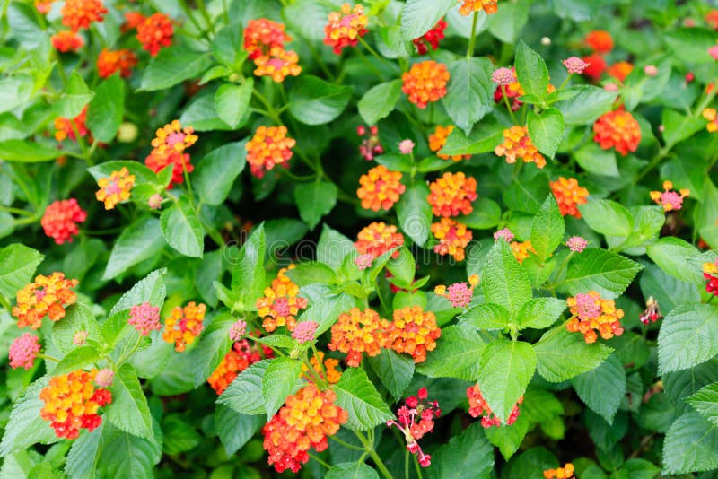 Small Orange Color Flower and Leaf Background View Stock Photo - Image ...