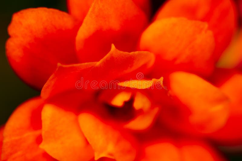 A Small Orange Flower As a Background Stock Image - Image of natural ...