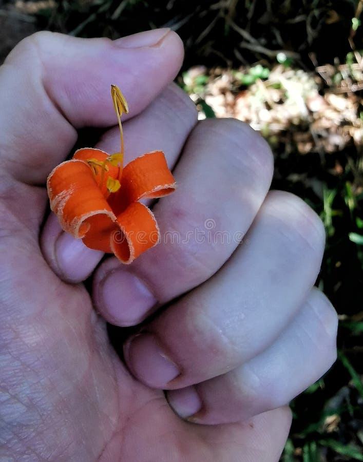 Small Orange Flower between Fingers in Hand. Stock Image - Image of ...