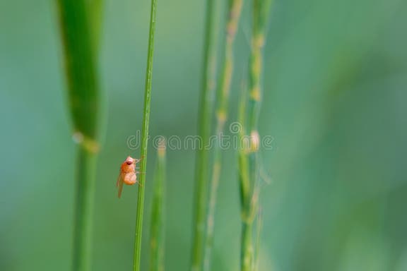 Small orange fly stock image. Image of orange, animals - 191401265