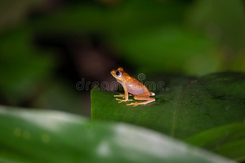 A Small Orange Frog is Sitting on a Leaf Stock Image - Image of african ...