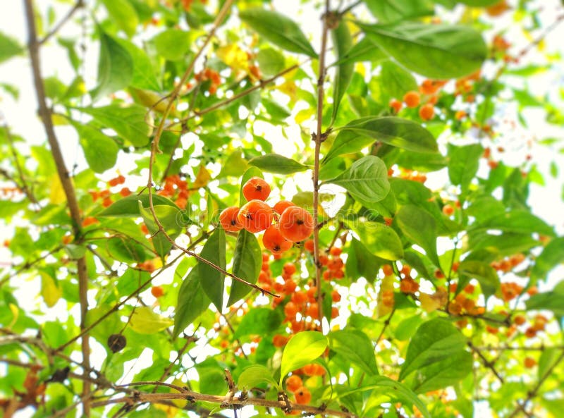 Small Orange Fruit with Green Leaf Twigs Stock Photo - Image of ...
