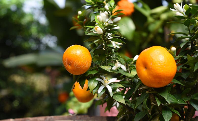 Small Orange Fruit Growing on a Tree. Stock Photo - Image of fresh ...