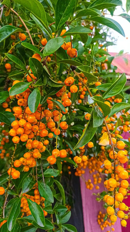 Small Orange Fruit Grows on the Side of the Road Stock Photo - Image of ...