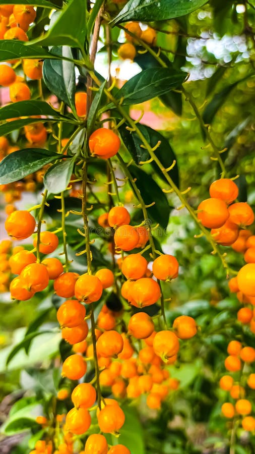 Small Orange Fruit Grows on the Side of the Road Stock Photo - Image of ...
