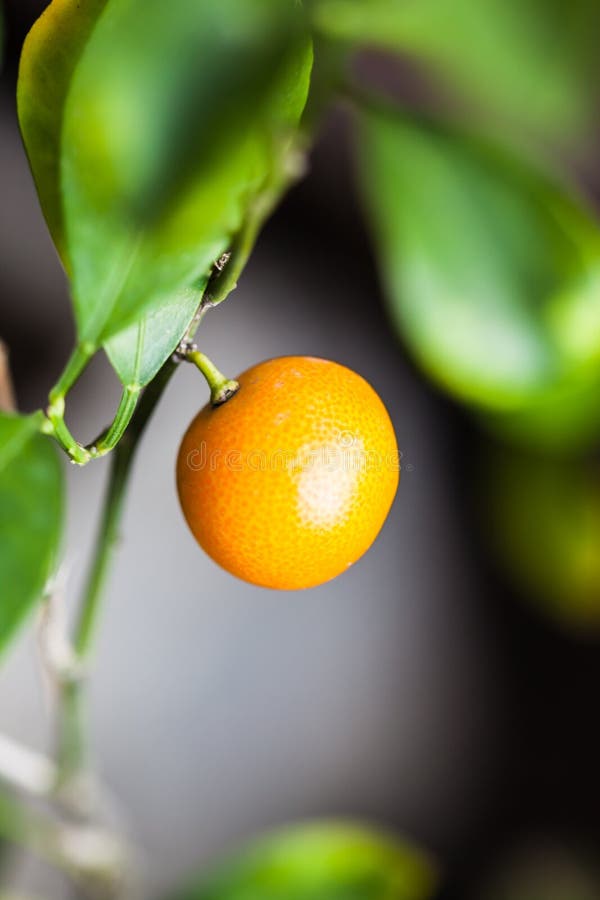 The small orange fruit stock image. Image of botany, fruits - 52775895