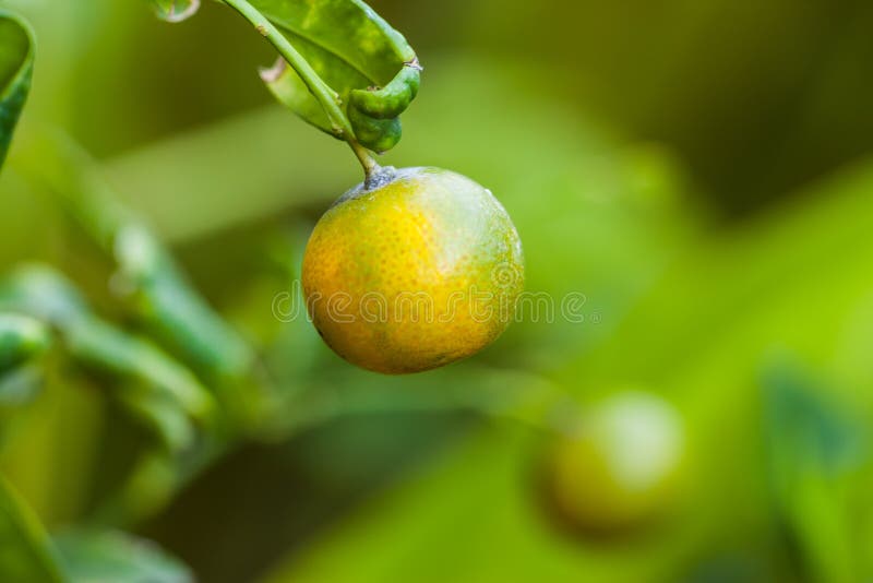 The small orange fruit stock photo. Image of season, asian - 52775906