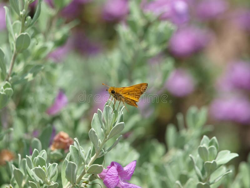 Small Orange Moth with Big Dark Eyes Stock Photo - Image of dark, wise ...