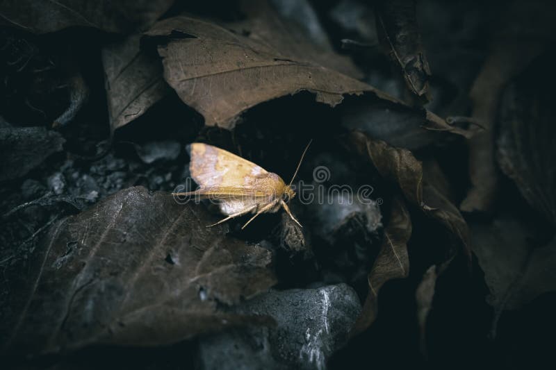 Small Orange Moth on Dry Leaves Stock Photo - Image of plant, outdoors ...
