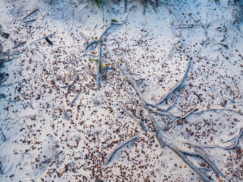 Small Orange Pebbles and Grey Tree Roots on White Sand Stock Image ...
