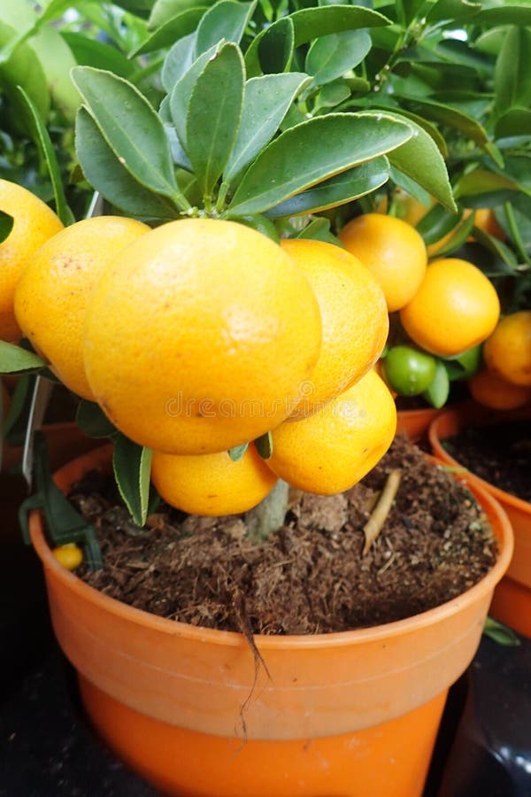 Small orange plant stock photo. Image of food, branch - 128220336