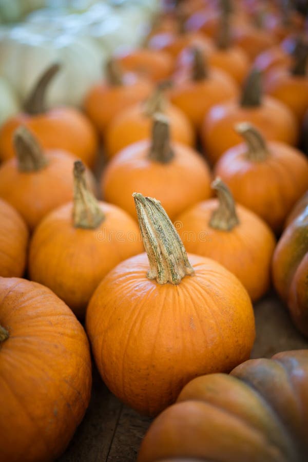 1,569 Small Round Orange Pumpkins Stock Photos - Free & Royalty-Free ...