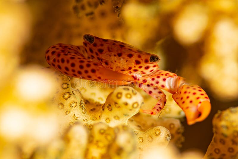Small Orange Red-spotted Guard Crab Stock Photo - Image of marine ...