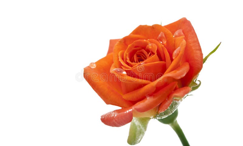Small Orange Roses Isolated Stock Image - Image of floral, bright: 26091501