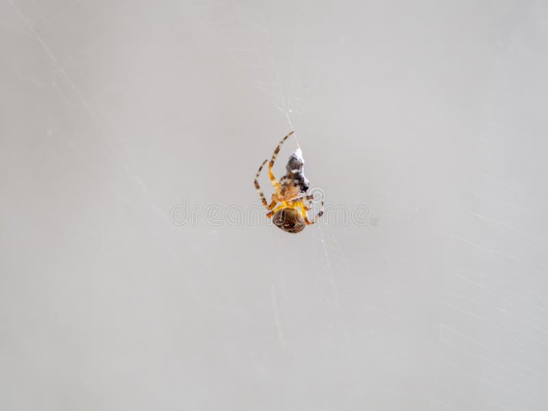 Small Orange Spider Catching and Cocooning a Fly Stock Image - Image of ...