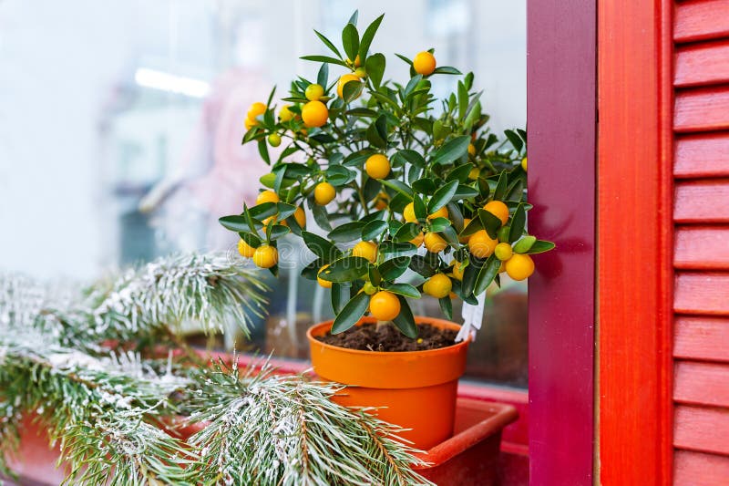 Small Orange Tree in Flowerpot. Stock Photo - Image of citrus, nature ...