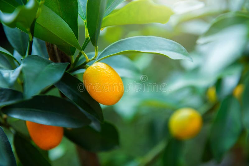 Small Orange on the tree stock image. Image of environment - 35935749