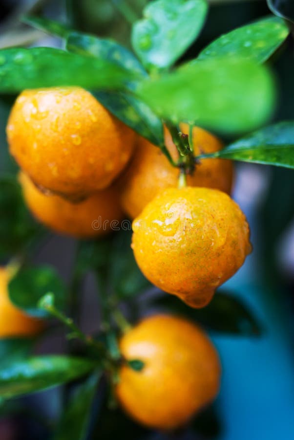 Small orange tree stock photo. Image of orange, rustic - 49679742