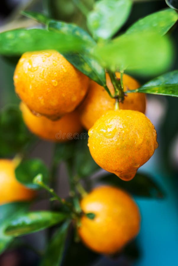Small orange tree stock photo. Image of orange, rustic - 49679742
