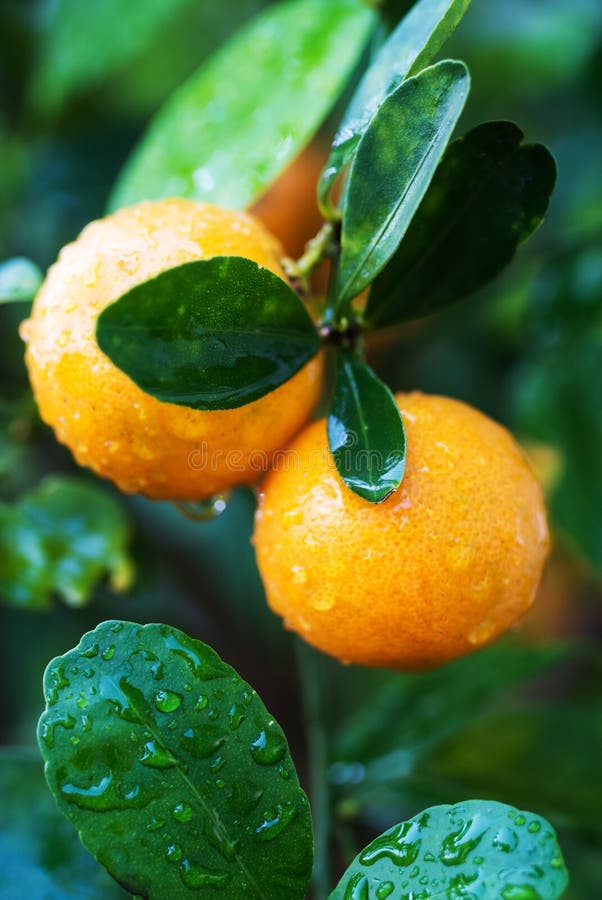 Small orange tree stock photo. Image of ripe, grapefruit - 49679758