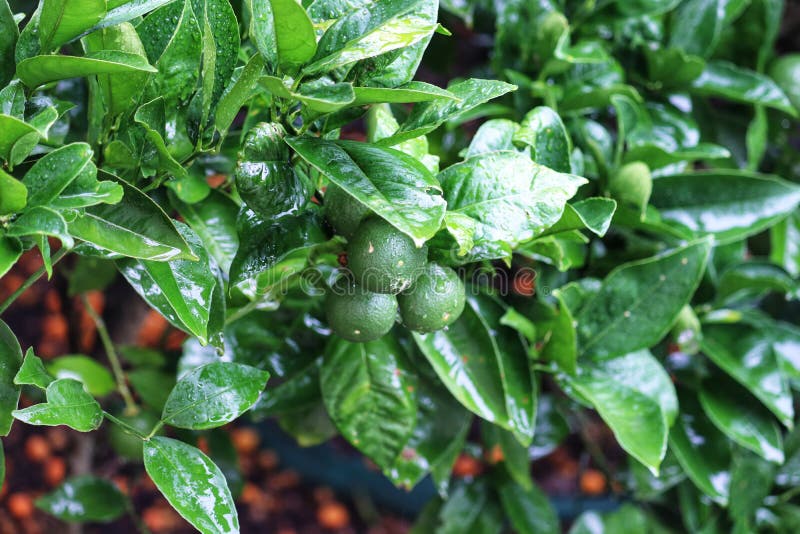 A Small Orange Tree in the Garden. Stock Photo - Image of citrus ...
