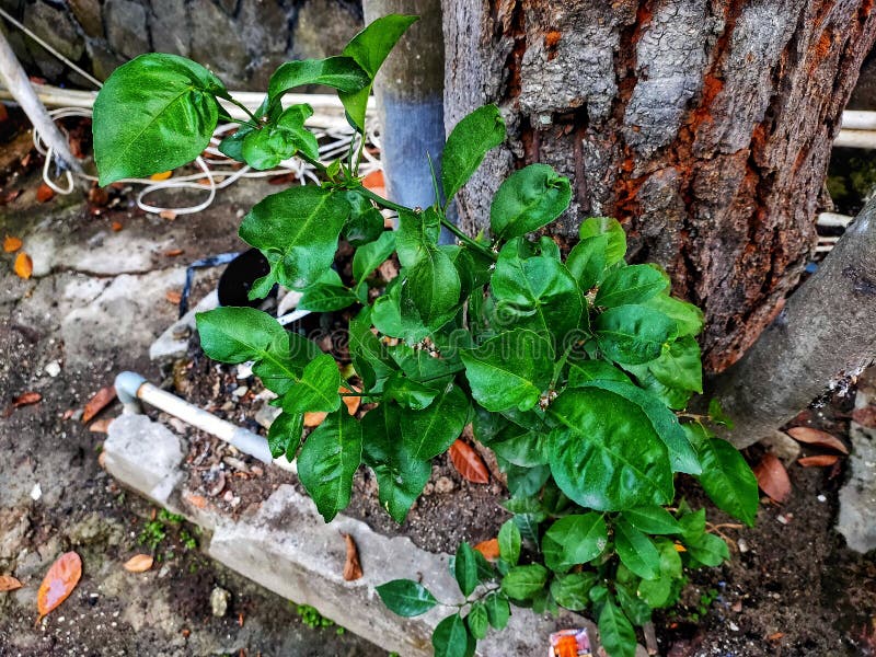 A Small Orange Tree, Growing Under a Big Tree. Stock Image - Image of ...