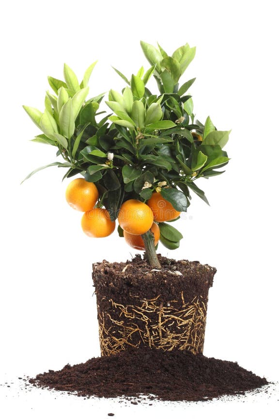 Small Orange Tree Isolated on White Stock Photo - Image of farm ...
