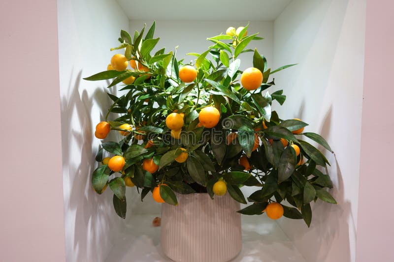 A Small Orange Tree with Many Oranges in a White Pot Stock Photo ...