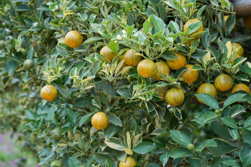 Small Orange Tree in Orange Farm Stock Image - Image of fresh ...