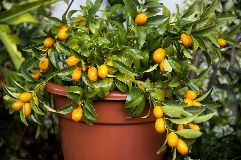 Small Orange Tree of Oval Oranges in a Pot Stock Photo - Image of ...