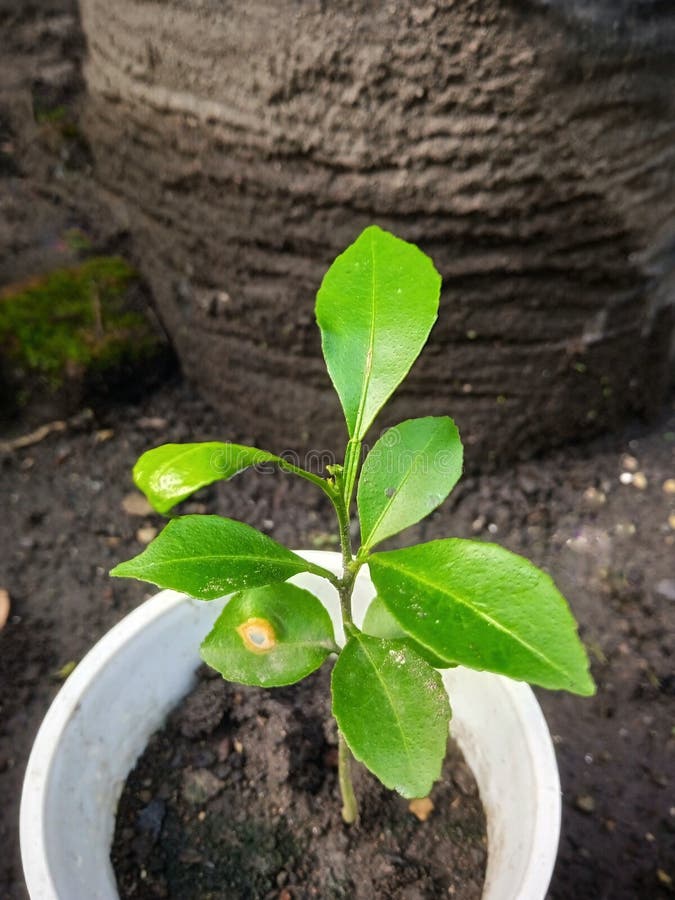 A small orange tree stock photo. Image of green, seedling - 280313390