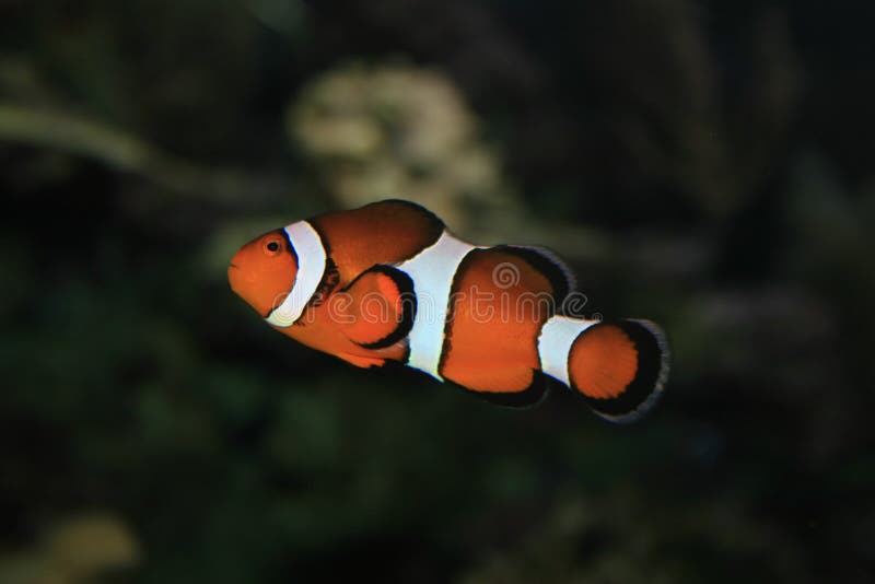 Small Orange,white and Black Fish Stock Image - Image of single, ocean ...