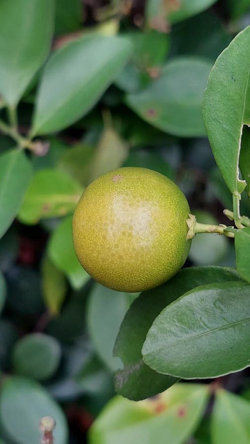 Small Oranges that Look Very Refreshing Plus a Little Sun Stock Image ...