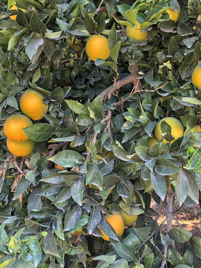 Orange Tree with Small Oranges Stock Photo - Image of healthy, ripe ...
