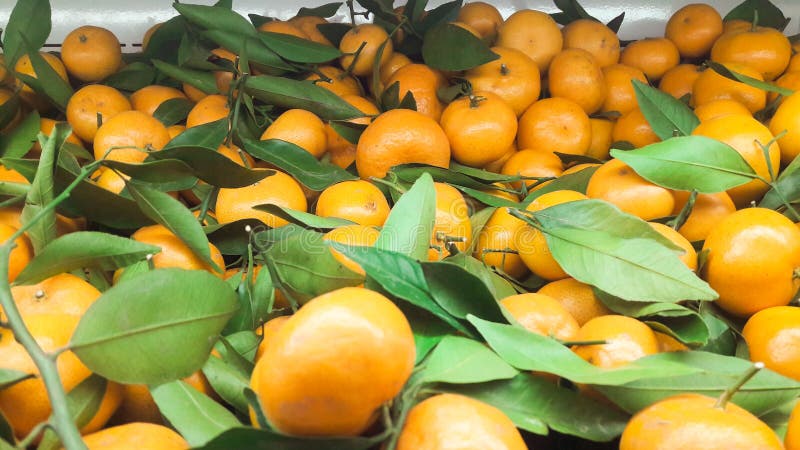 Small Oranges stock image. Image of yellow, produce - 211801463